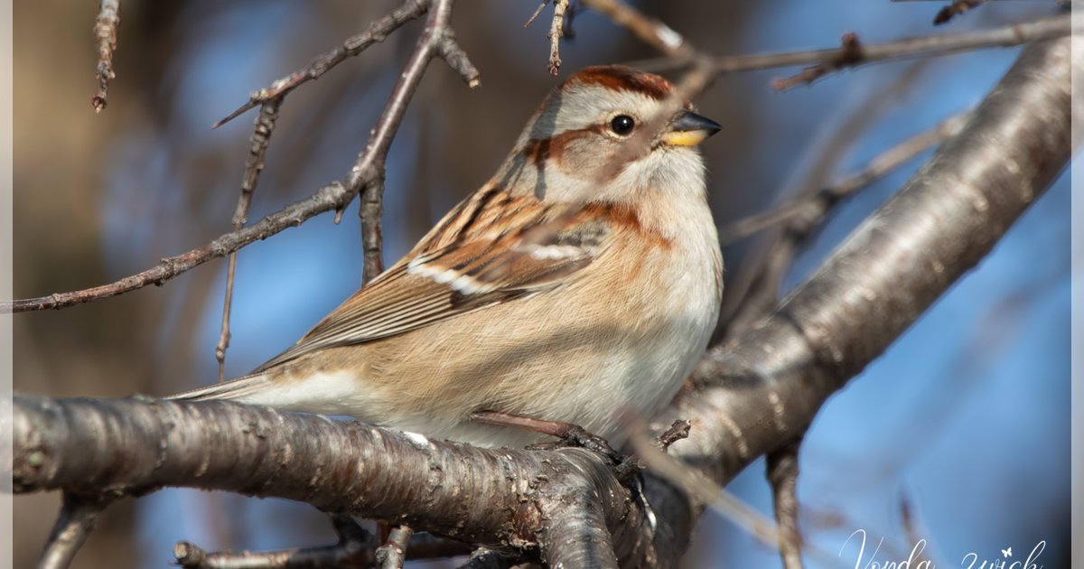 How to Distinguish an American Tree Sparrow from an Immature White ...