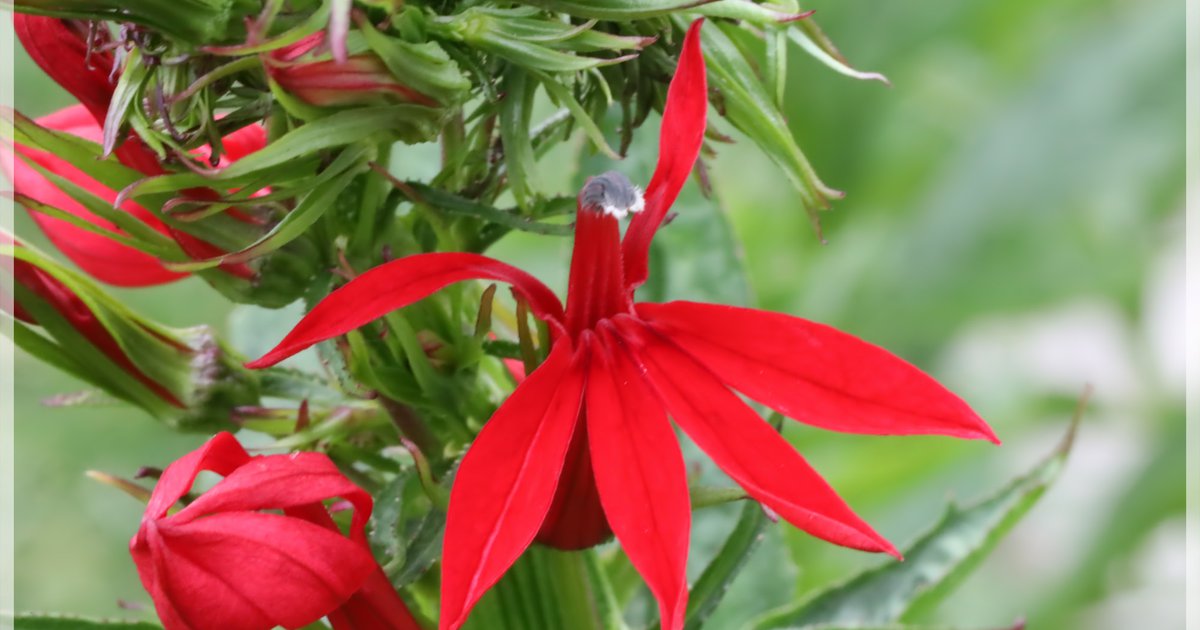 First Bloom Date: Cardinal Flower