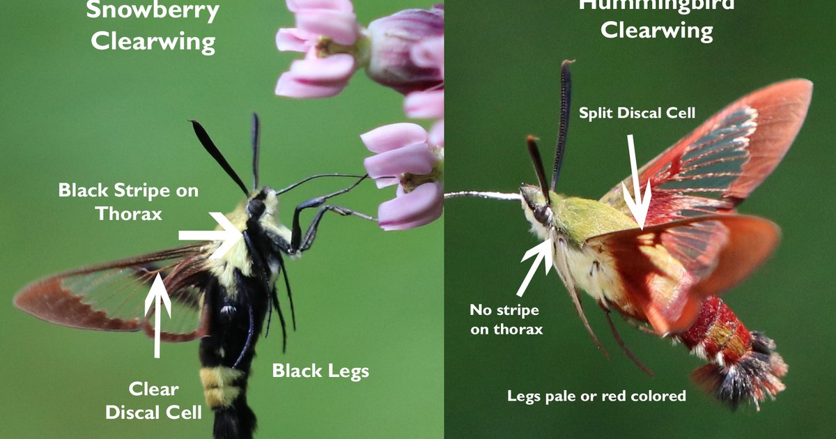 Hummingbird Clearwing vs Snowberry Clearwing