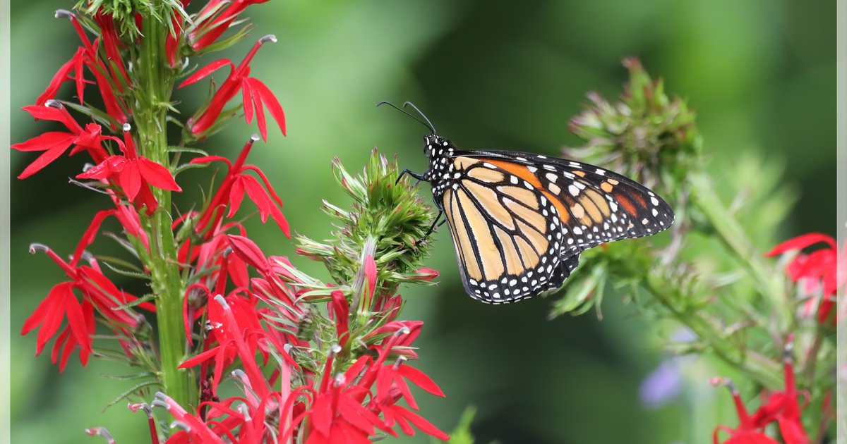 Monarch Resting on Cardinal Flower