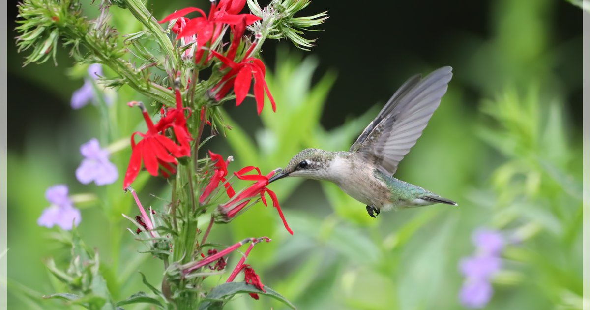 Ruby-throated Hummingbird Finds the Cardinal Flower