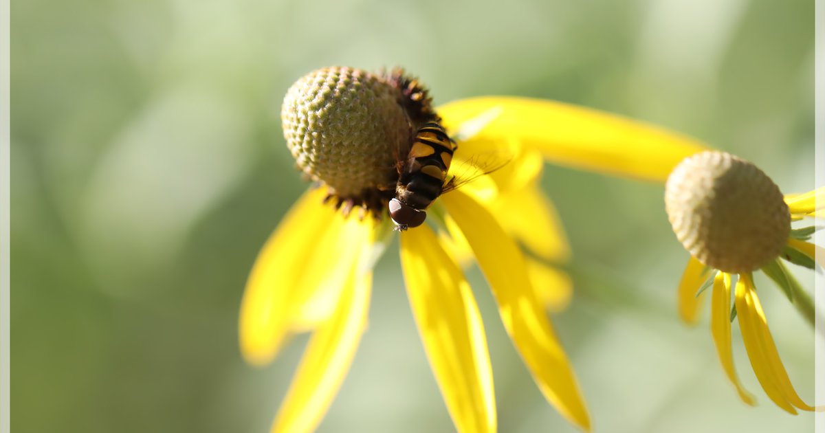 Transverse Flower Fly: A Fly in Disguise